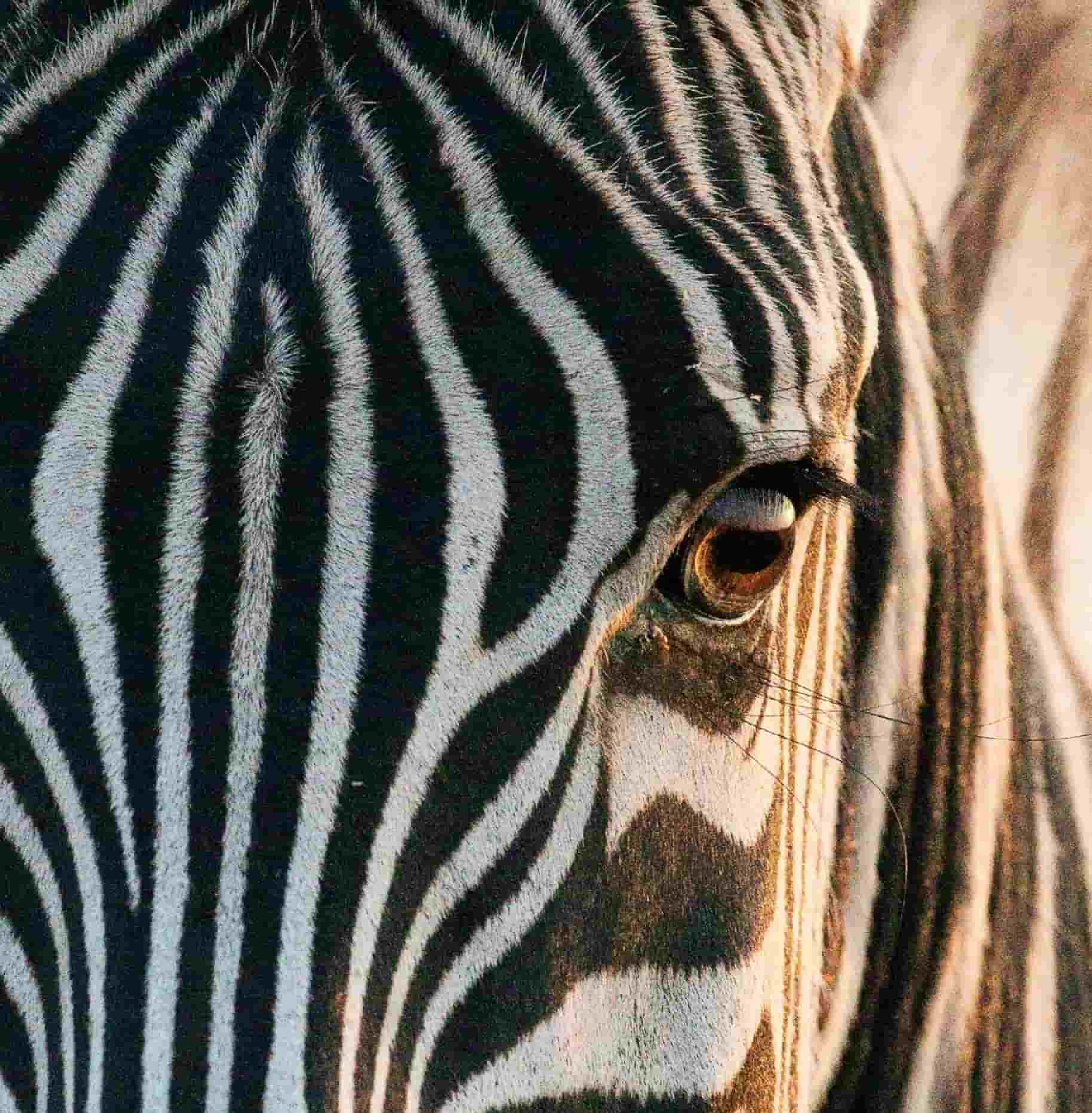 Bushwise Advanced Safari | Hands-on Wildlife Conservation in Big Five ...