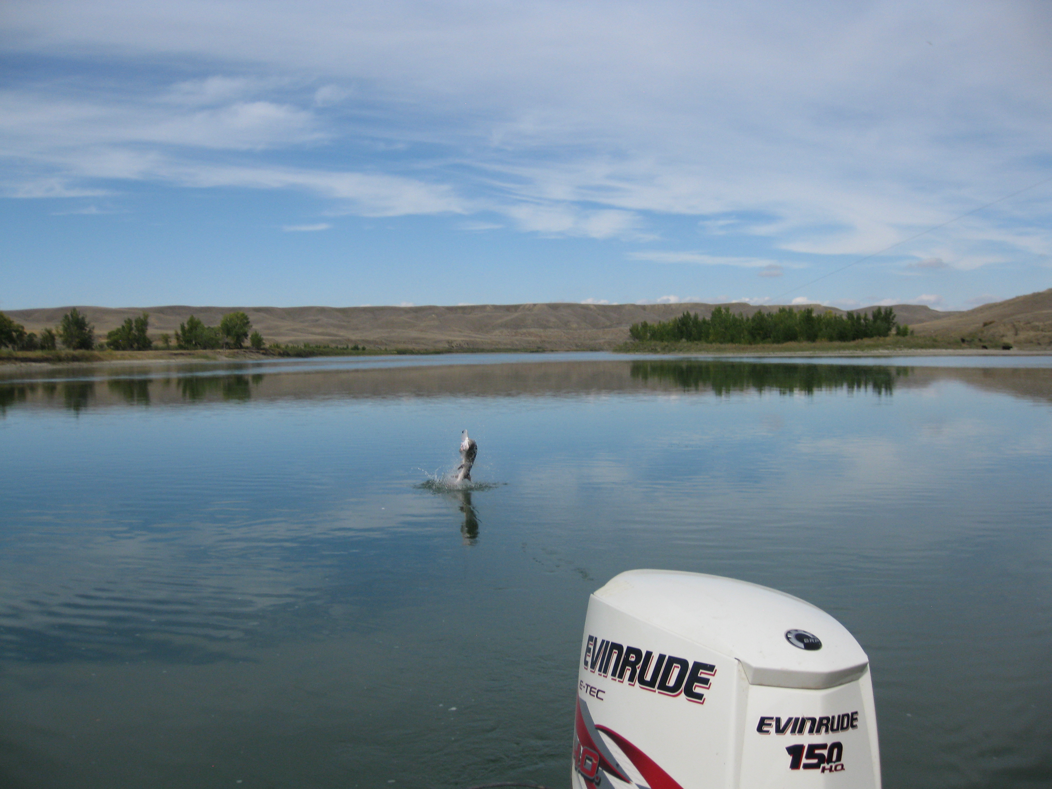 Guided Alberta sturgeon fishing trips and adventures.