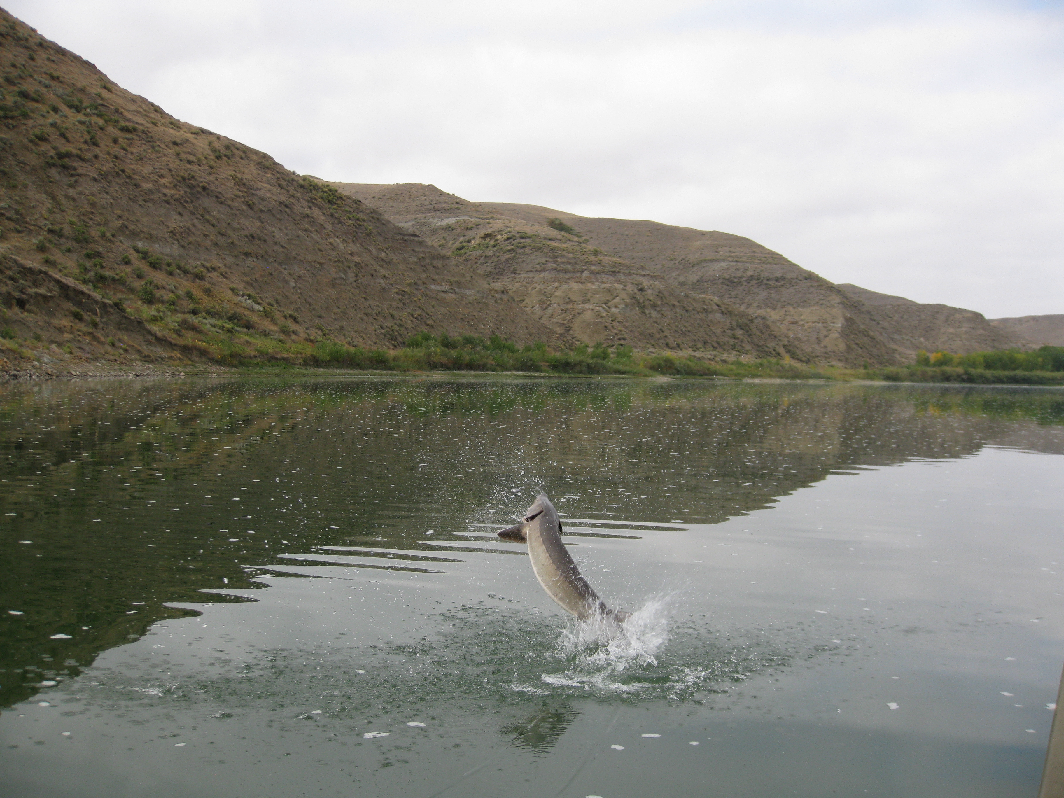 Guided Alberta sturgeon fishing trips and adventures.