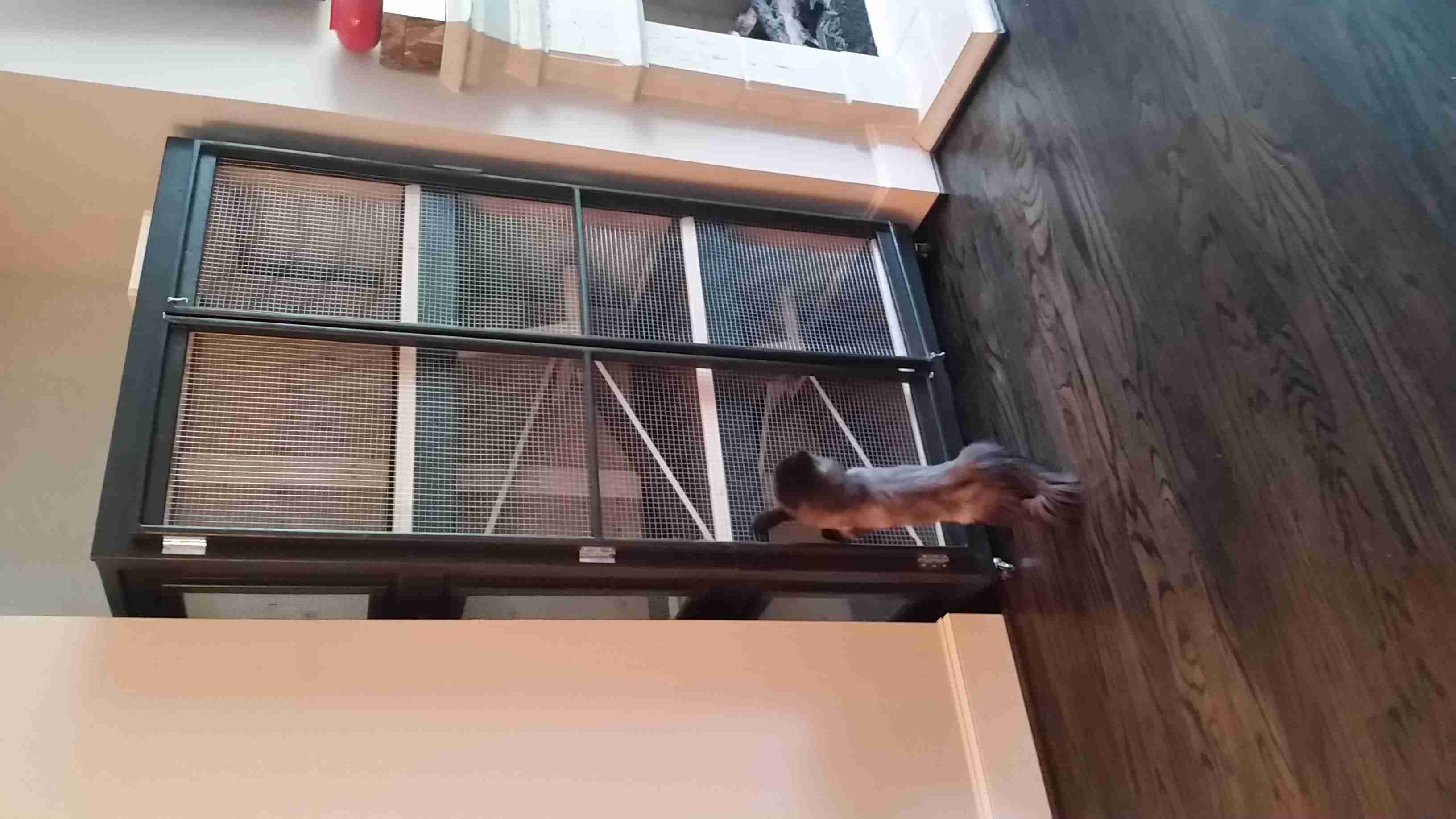 Rabbit & Guinea Pig Cages & Hutches - Indoor & Outdoor