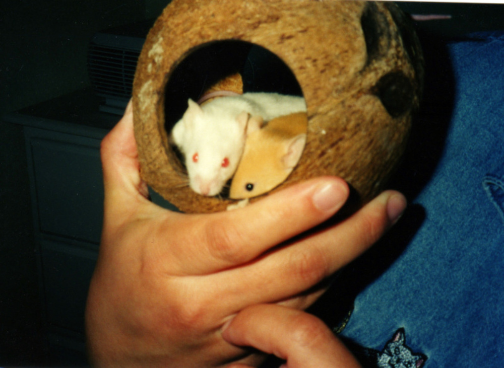 Photo Gallery | critters