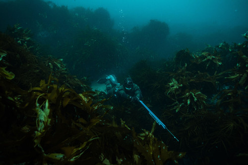 2- Day Spearfishing Course | Freedive Tasmania