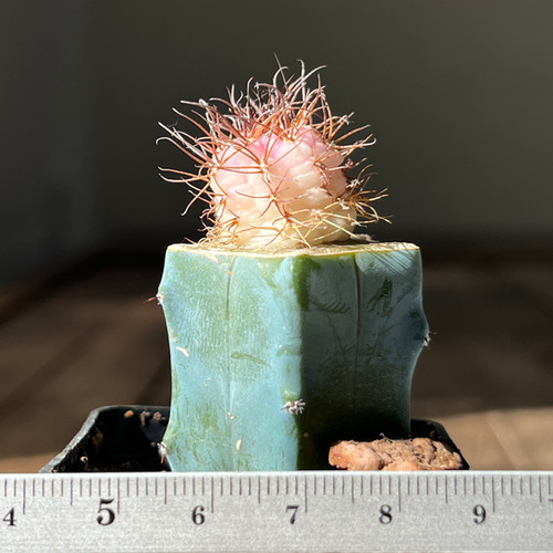 K24-54 Lobivia haematantha f. PINK | KACHAN CACTUS SHOP