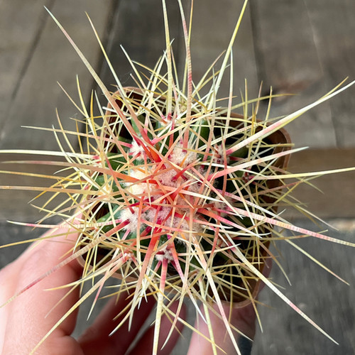 K2/1617.Echinocactus grusonii ‘capistranoensis’ | KACHAN CACTUS SHOP