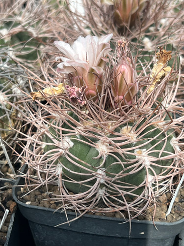 K2-1030.Gymnocalycium nidulans, STO28, Udpinando, La rioja | KACHAN ...