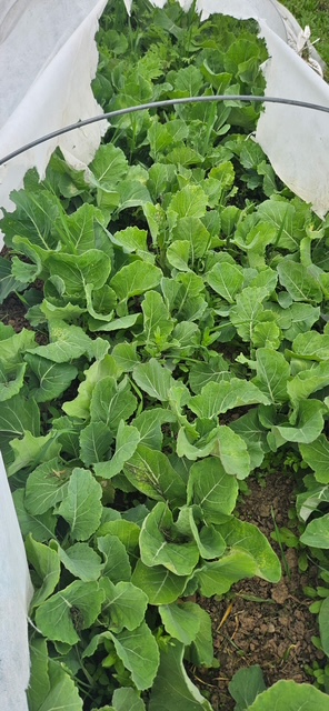 Introducing Collard Greens