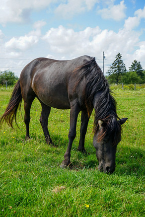 Reflections Nanaandwejgejig Bezhigoogizhiik