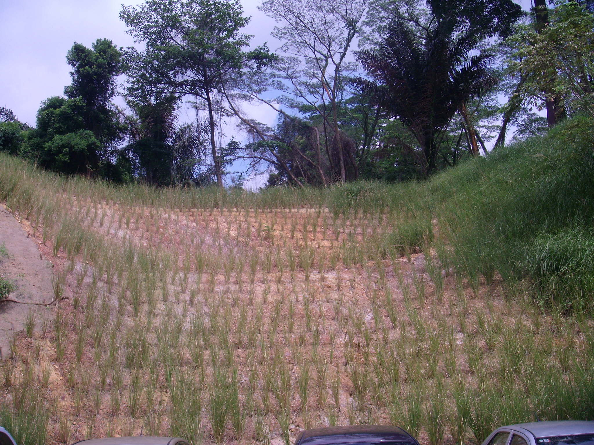 Marang Road Slope Stabilization | Millenniums Consultants