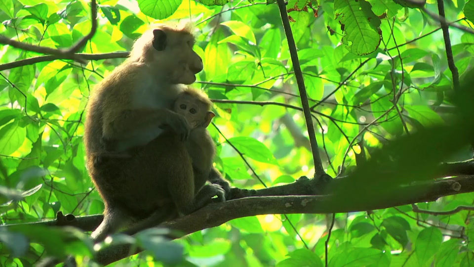 Inicio | Don Mono Es