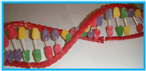 CANDY DNA MODEL, Fun!