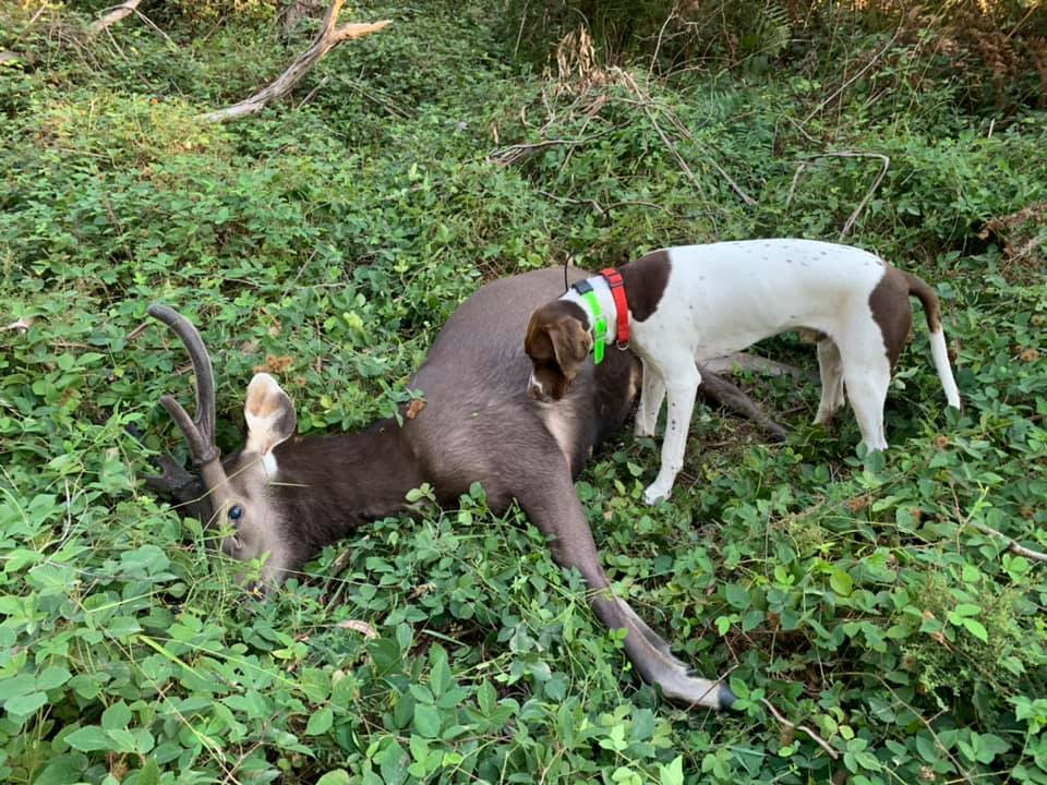 deer hunting dogs victoria