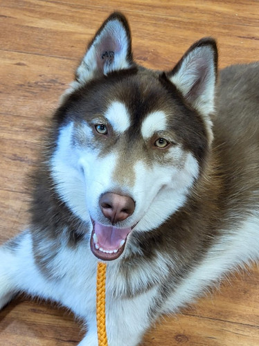 Roscoe | heavencanwait2018