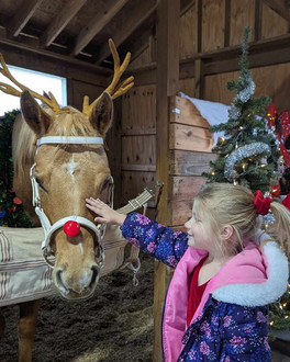 The Farm | Sassy Stables | Horseback Riding Greenville SC
