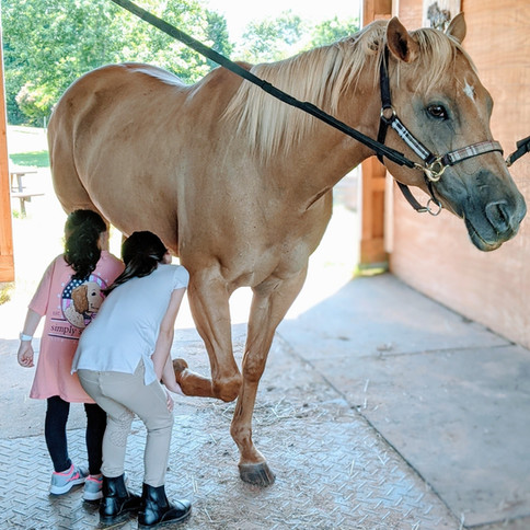 The Farm | Sassy Stables | Horseback Riding Greenville SC