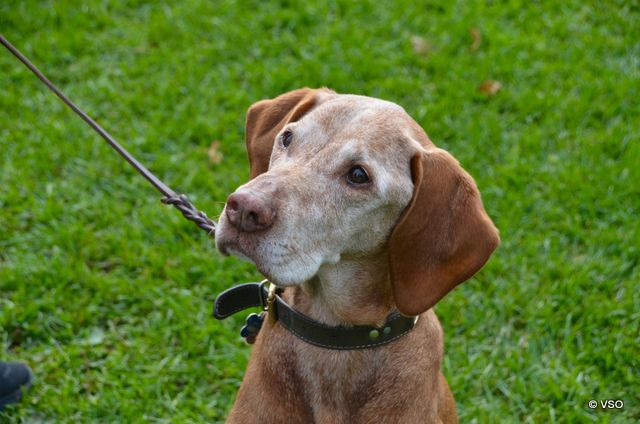 Vizsla Society of Ontario