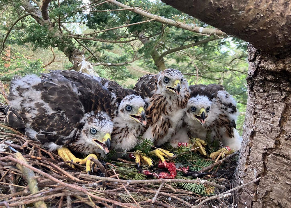New Forest Raptor Monitoring Programme - summer 2024 update