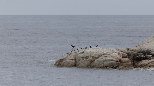 On a Rock | Barra Images Photographic Gallery