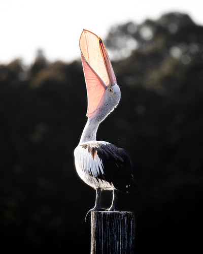 Impressive isn't it | Barra Images Photographic Gallery