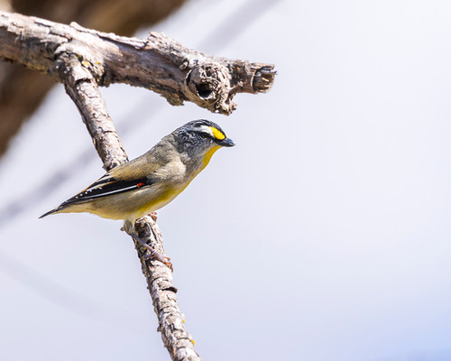 Look at me | Barra Images