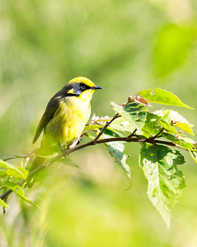 Perched | Barra Images