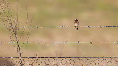 Classic | Barra Images Photographic Gallery