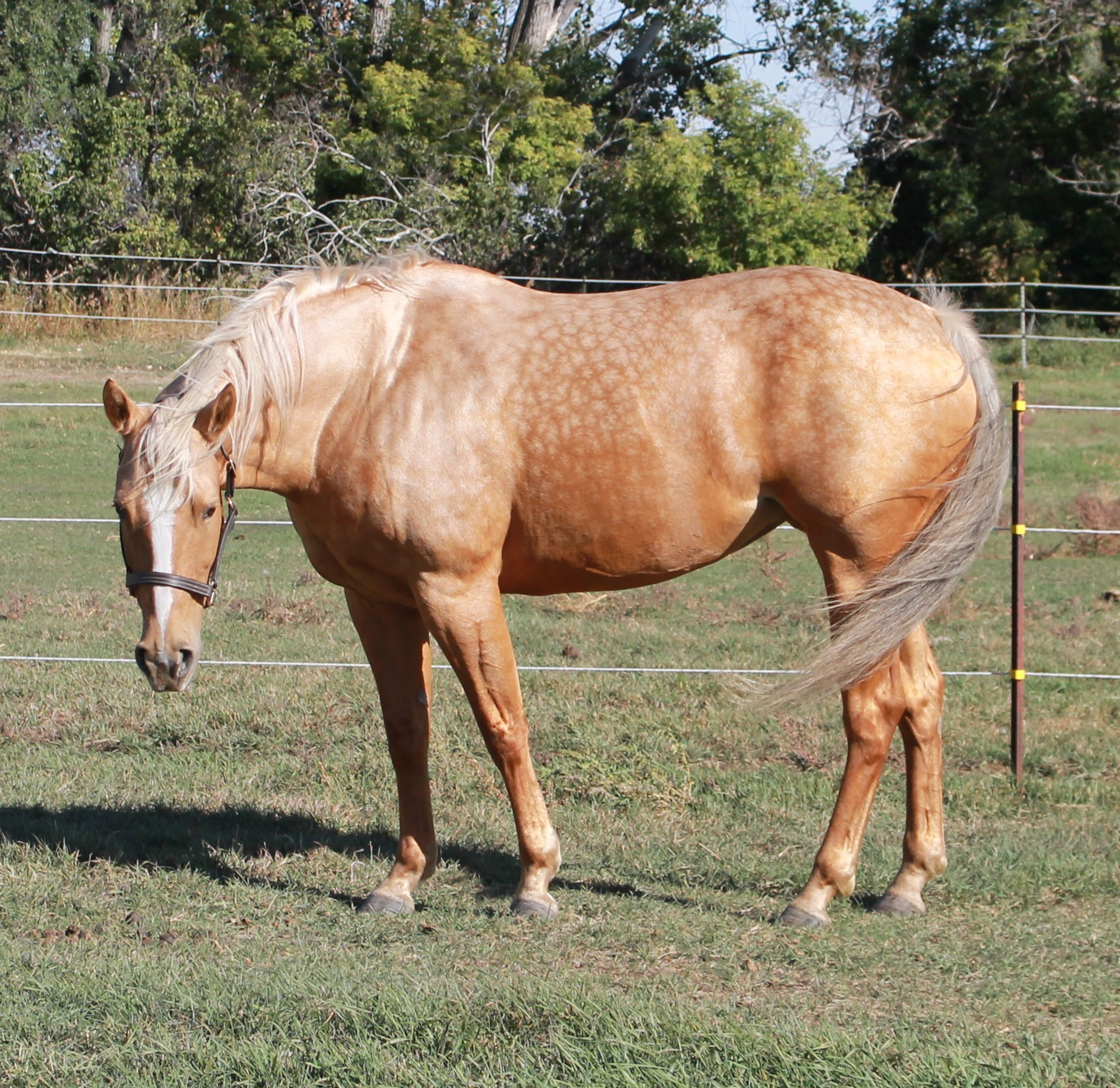 SOLD | Equine Elite