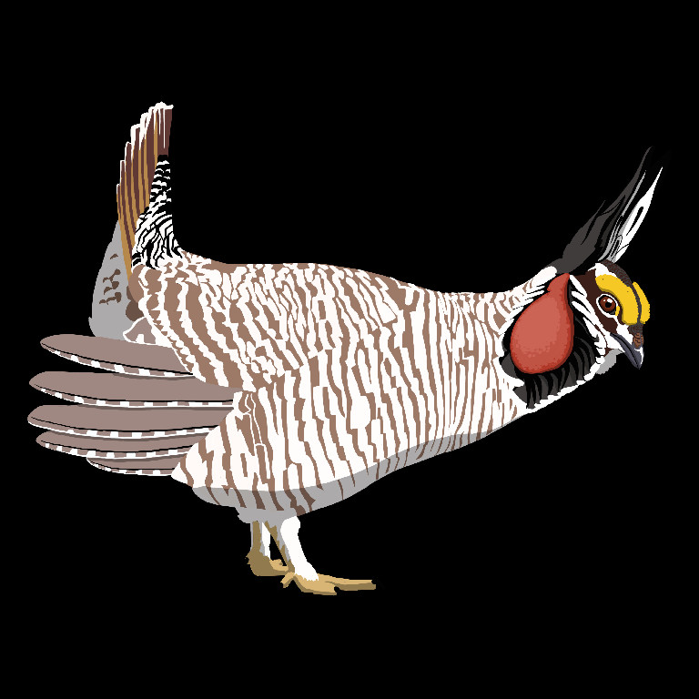Prairie Chicken Clipart Image