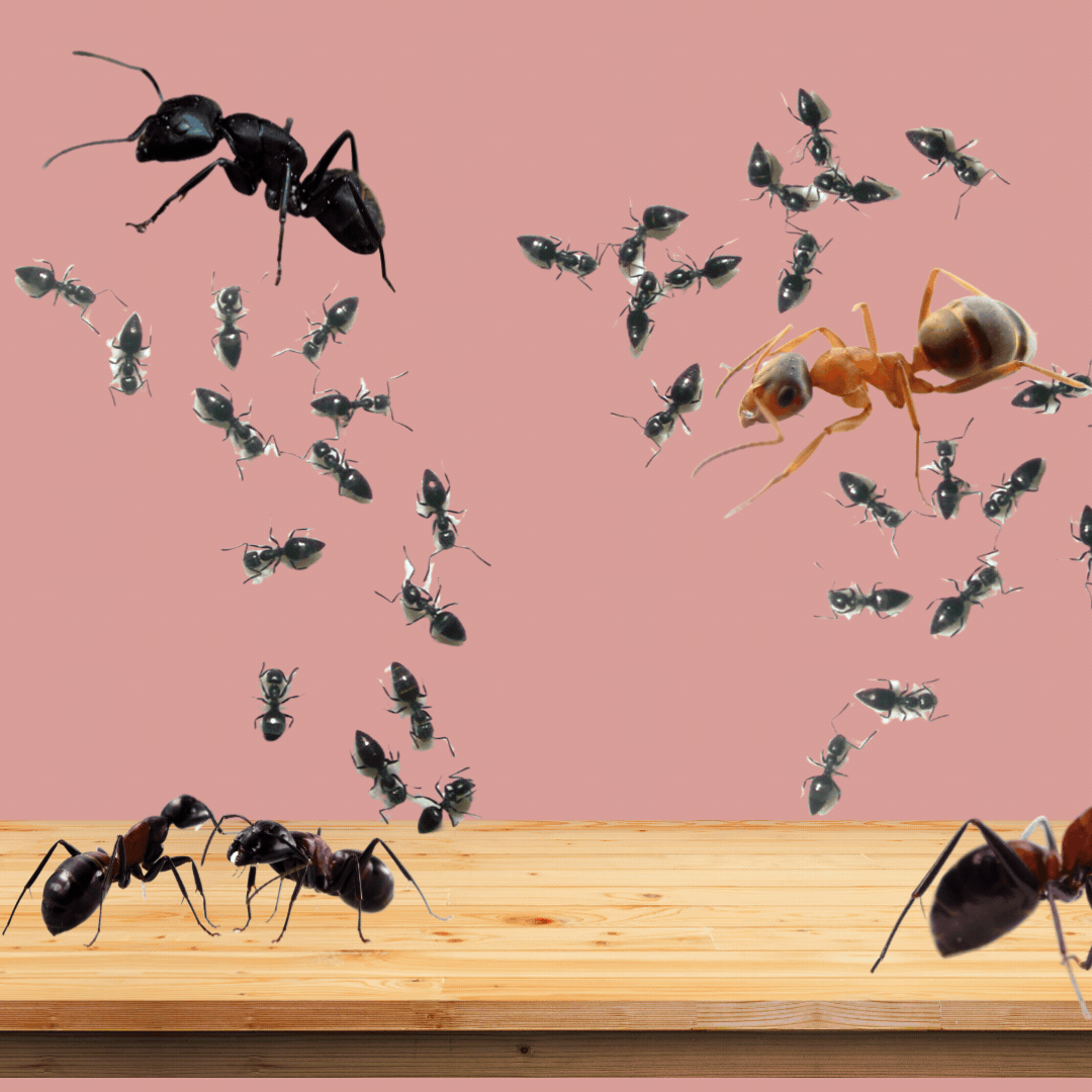 Ants: The Uninvited House Guests - A Masterclass in Eviction and ...
