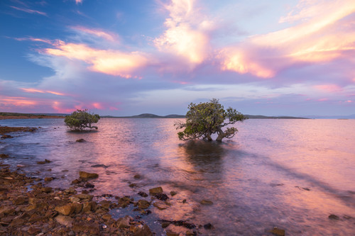Tidal Trees | Michael Waterhouse Photography
