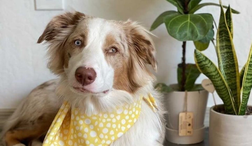 Prices/ FAQ | Kerr Aussies