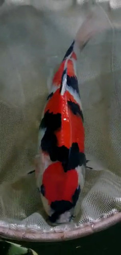 Maruten Showa | Great Koi Indonesia