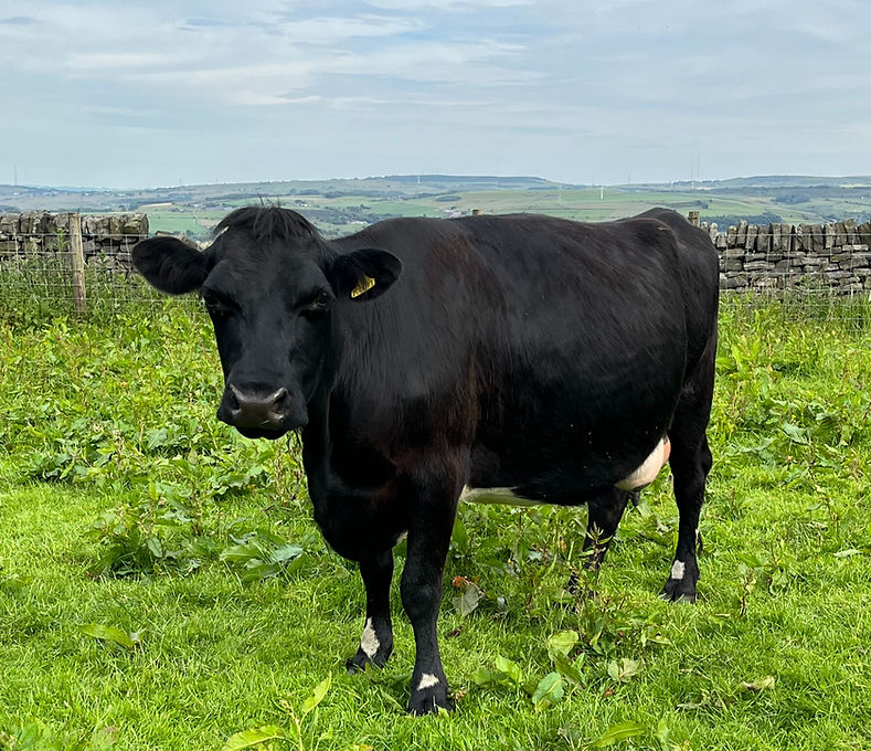 Shetland Cattle | Obelisk Rare Breeds