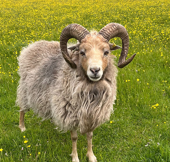 North Ronaldsey Sheep | Obelisk Rare Breeds