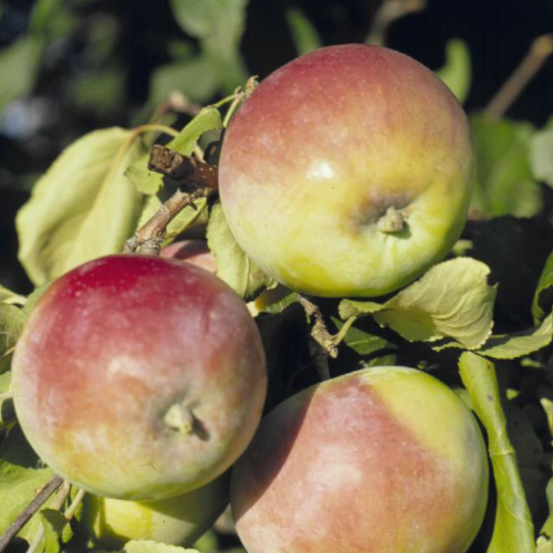 Prairie Magic Apple, Assorted Sizes | Alternative Choice Garden Centre ...