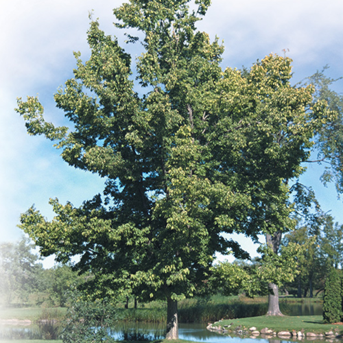 Delta Hackberry (10 Gallon Pot) | Alternative Choice Garden Centre ...