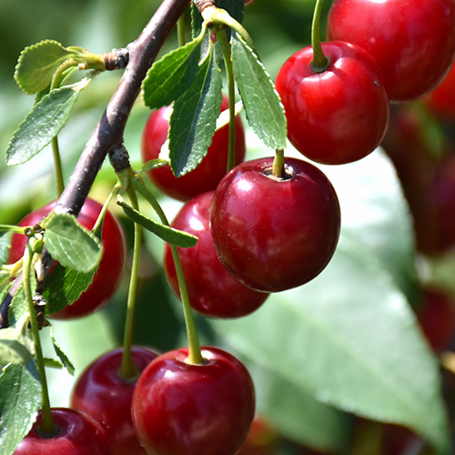 Romeo Cherry, 1 Gallon | Alternative Choice Garden Centre, Brandon, MB
