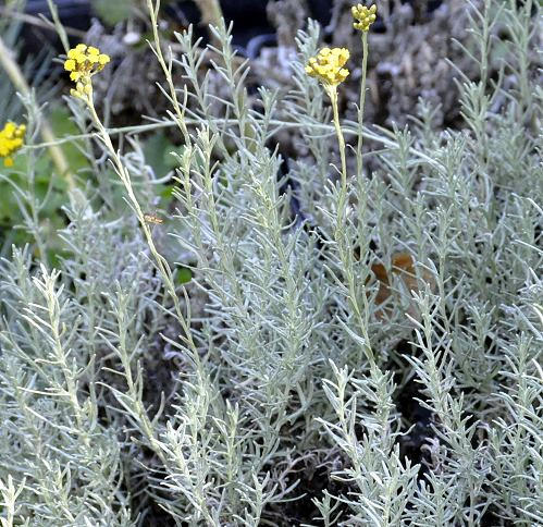 Curry Tall Helichrysum Angustifolia, 4.5" Pot | Alternative Choice ...