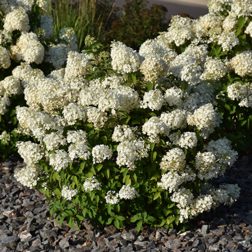 Bobo Hydrangea, Assorted Sizes | Alternative Choice Garden Centre ...