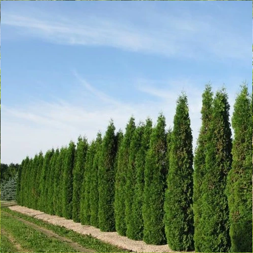 Skybound Cedar, Assorted Sizes | Alternative Choice Garden Centre ...