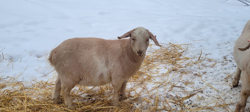 Live Meat Goat | FEHRanch