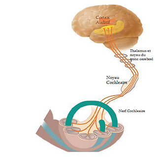 Le cortex auditif | classic-layout