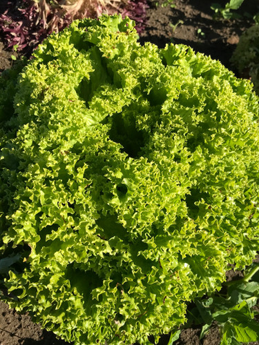 Lettuce Fancy Green | Laugesens Gardens
