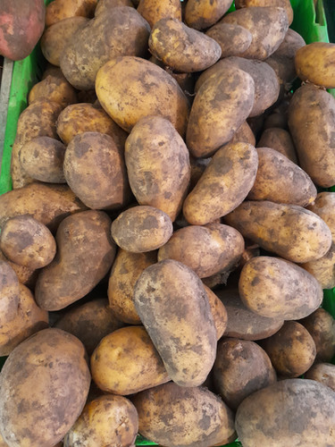 Potato - Agria (kg) NEW | Laugesens Gardens