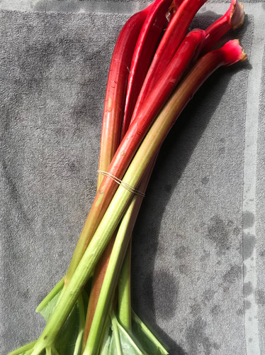 Rhubarb (bunch) | Laugesens Gardens