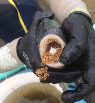 HATCHERIES | MAP Aquaculture