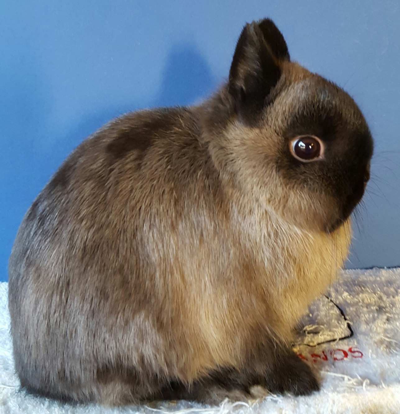 Home | Holmecroftnetherland dwarf rabbits and mini lops
