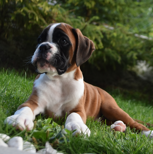 Chiot | Elevage Boxer au Cœur Battant | Boncourt