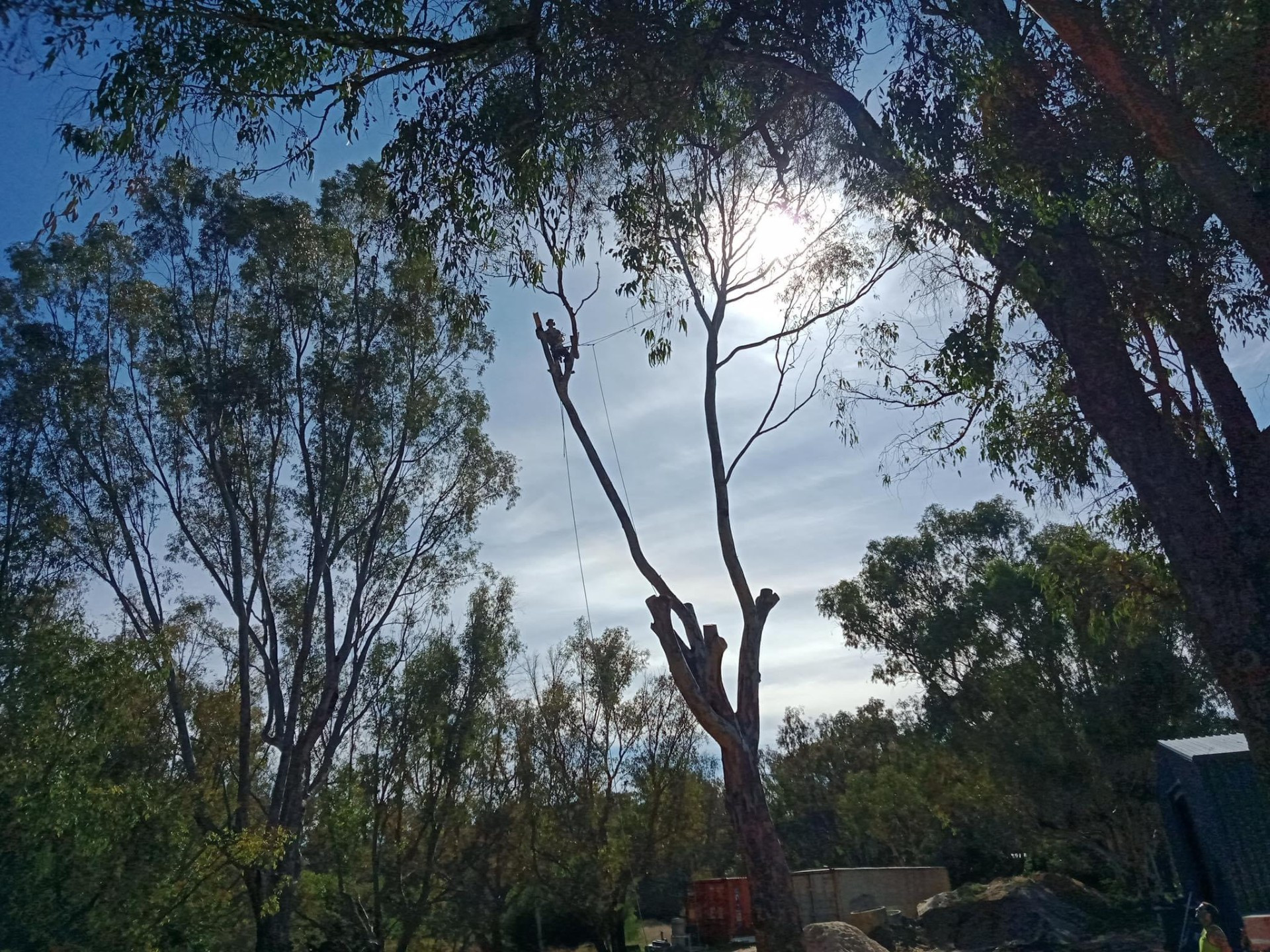 Tree loppers in Wembley Perth WA - Swift Trees Perth