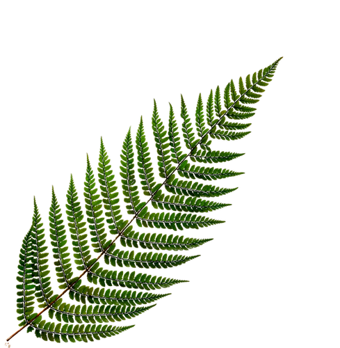 Preserved Ming Fern | GWM MOSS
