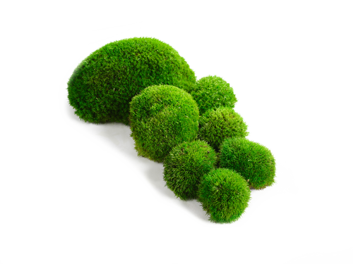 Preserved Ball Moss | GWM MOSS